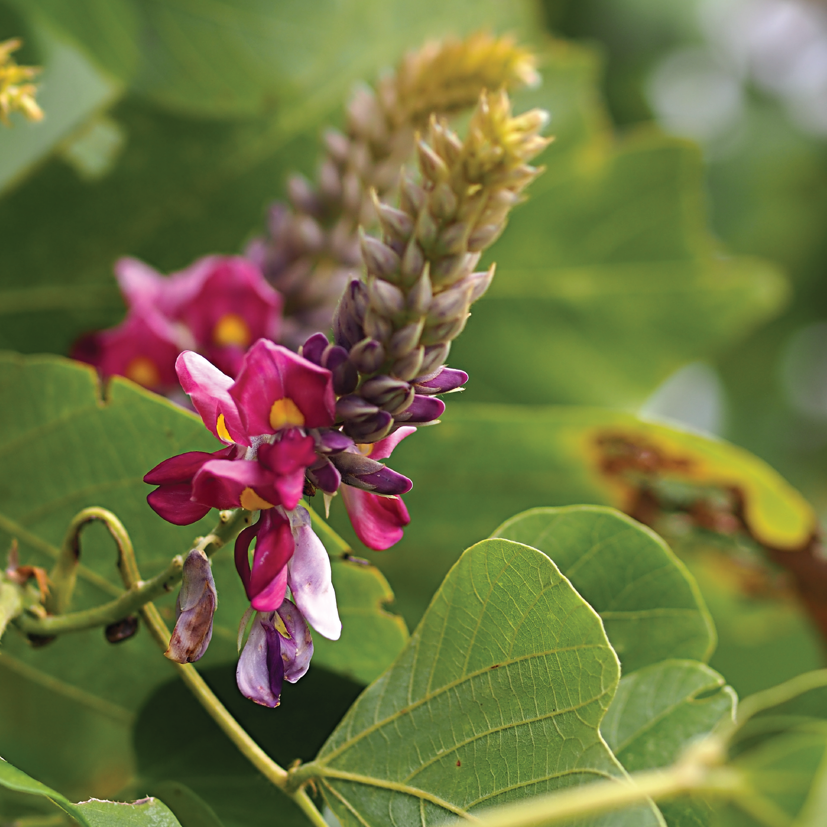 Proprietary Ingredients - Botanical Extracts Manufacturing | Manfacture ...