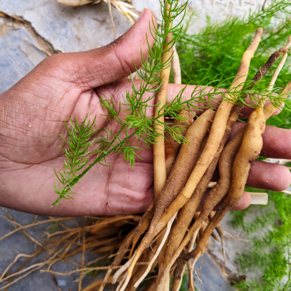 Premium Botanical Extracts Manufacturer: Food, Cosmetics & Care