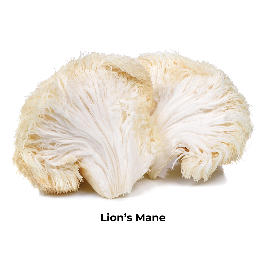 Alcohol-Free Mushroom Extracts - Botanical Extracts Manufacturing ...