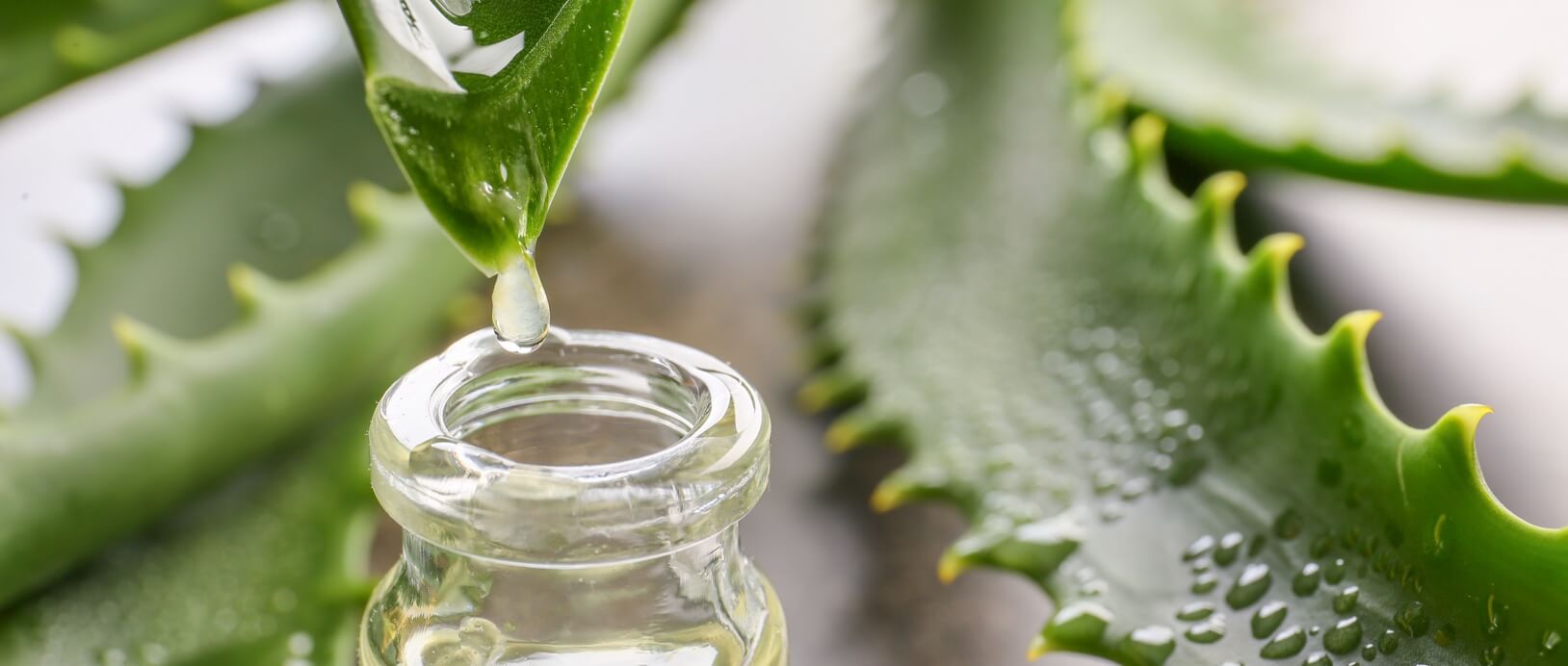 6 Plant-Based Extracts for Skin Care | Find the Best Botanical Extracts ...